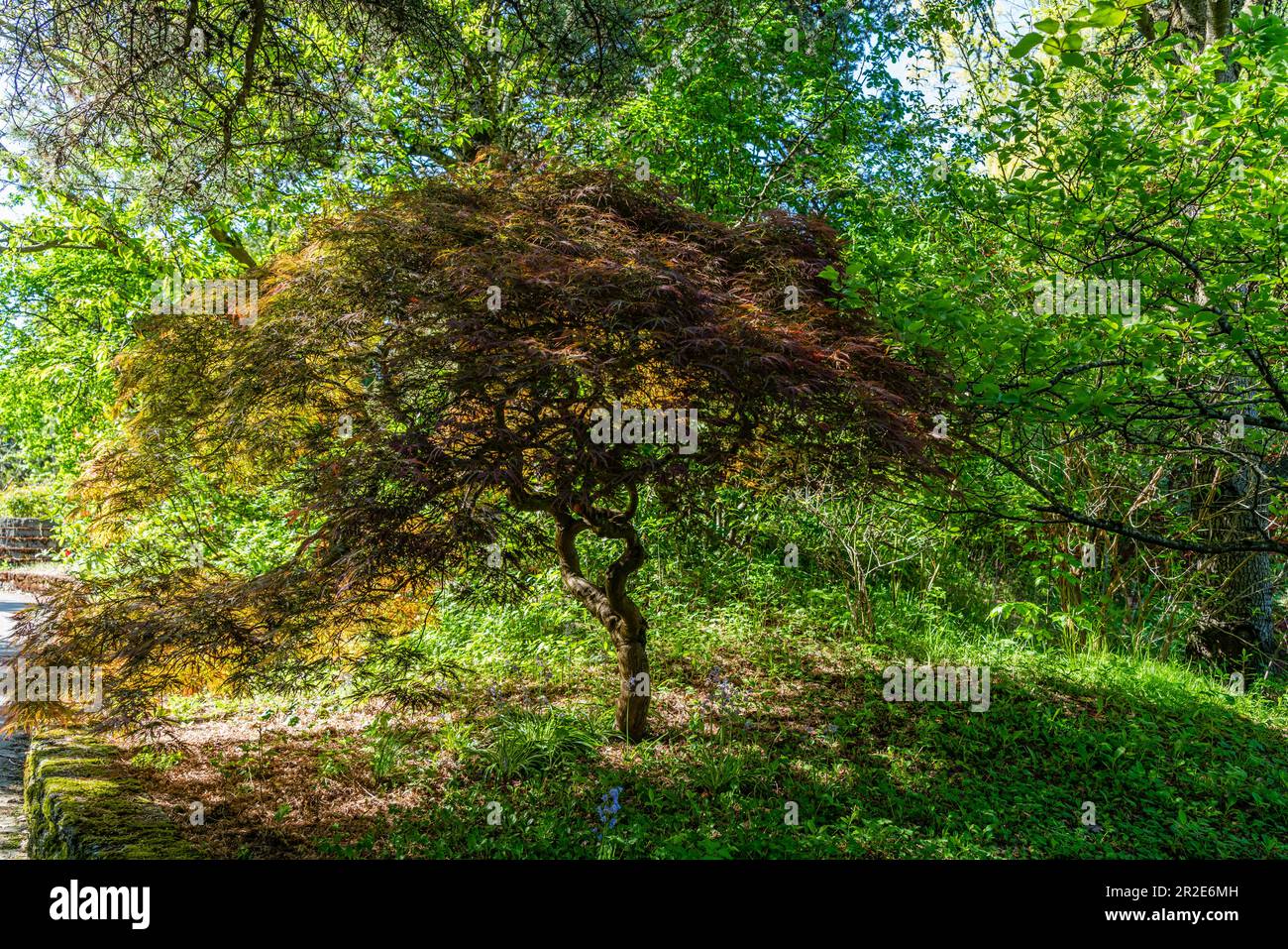 A Japanese maple tree at a garden in Seattle, Washington Stock Photo ...