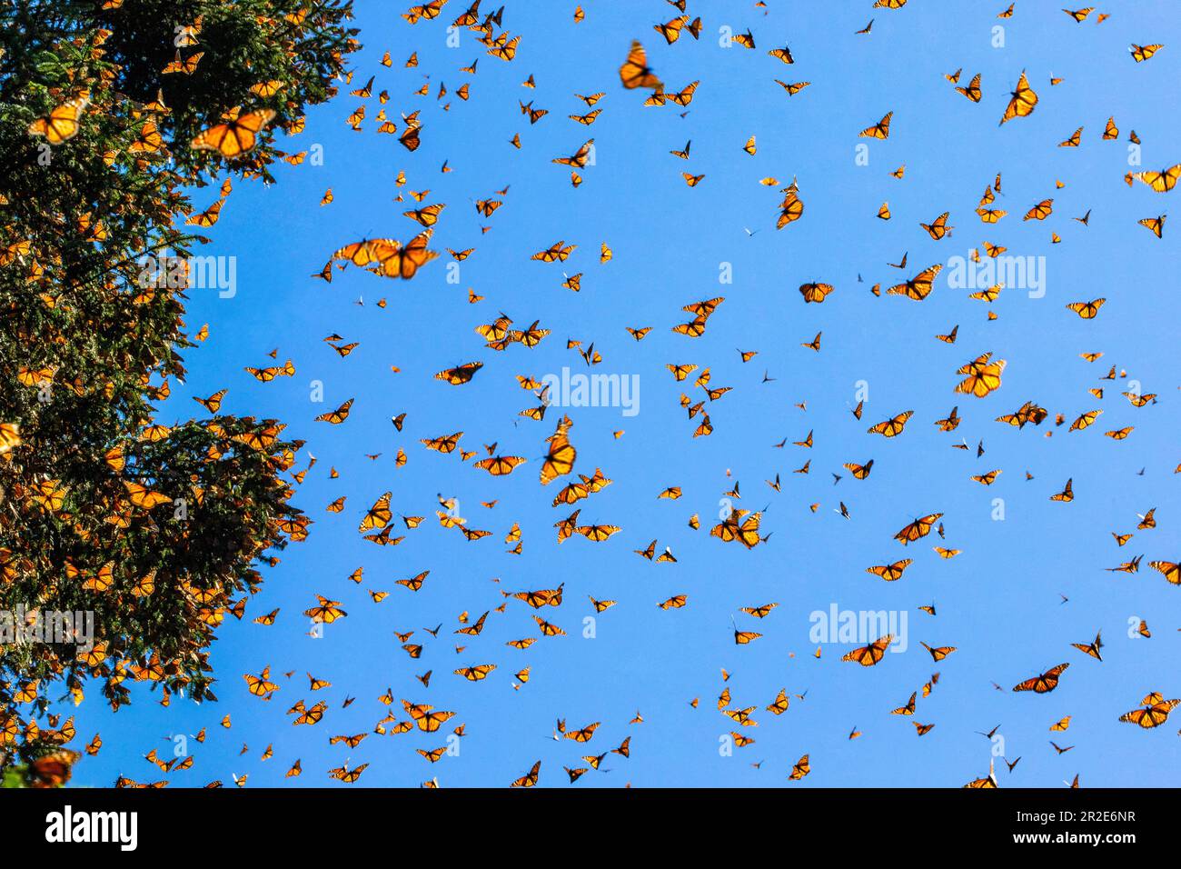 Monarch butterflies (Danaus plexippus) are flying on the background of ...