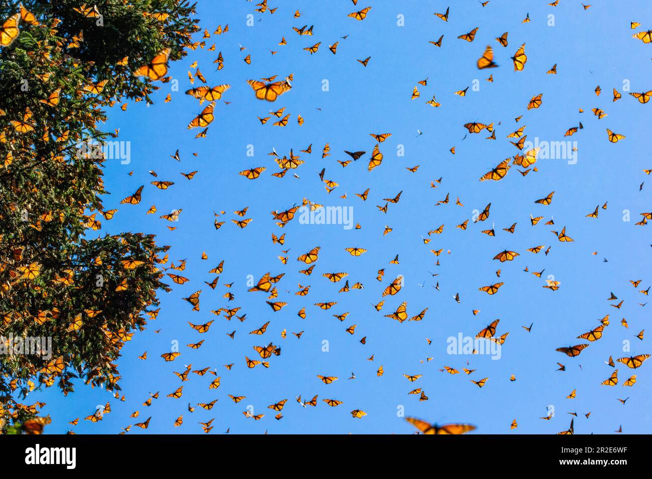 Monarch butterflies (Danaus plexippus) are flying on the background of ...