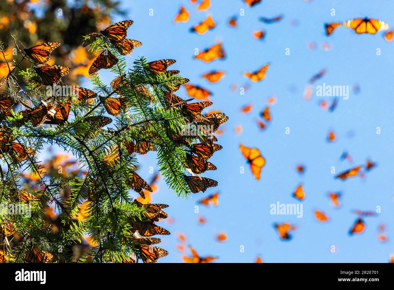 Monarch butterflies (Danaus plexippus) are flying on the background of ...