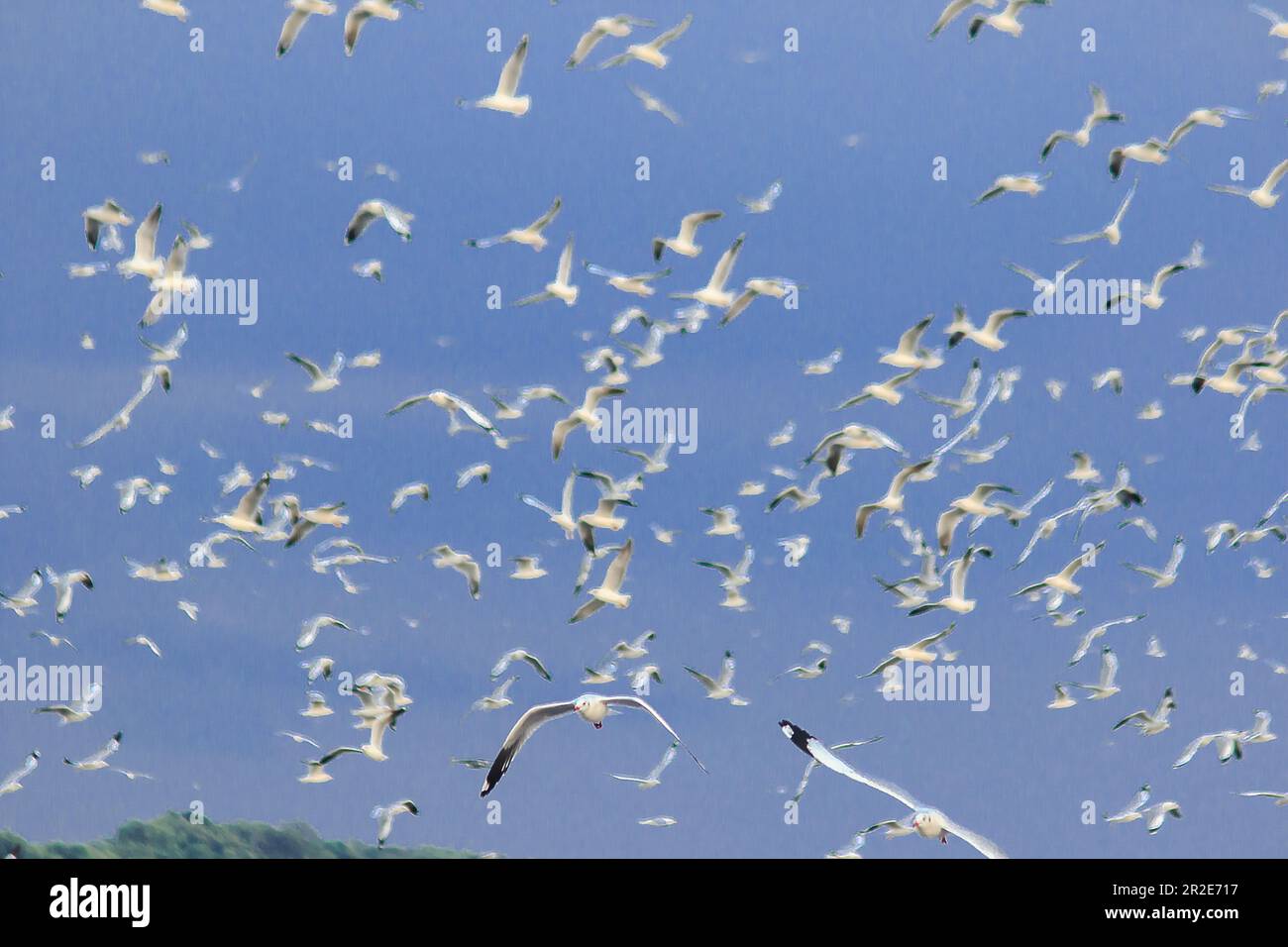 Birds flying in slow motion hi-res stock photography and images - Alamy