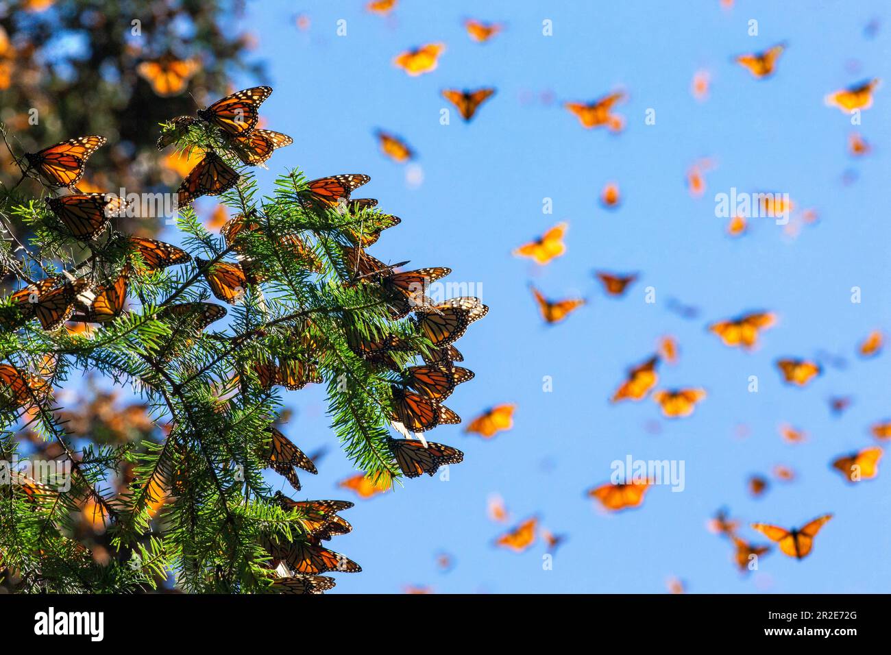 Monarch butterflies (Danaus plexippus) are flying on the background of ...