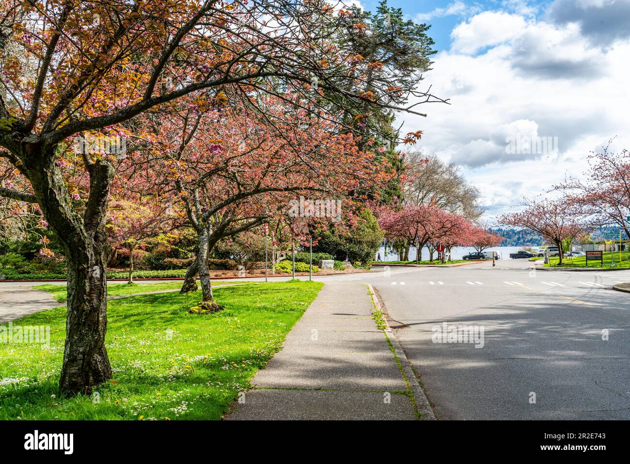 Spring cherry flowers at Seward Park in Seattle, Washington Stock Photo ...