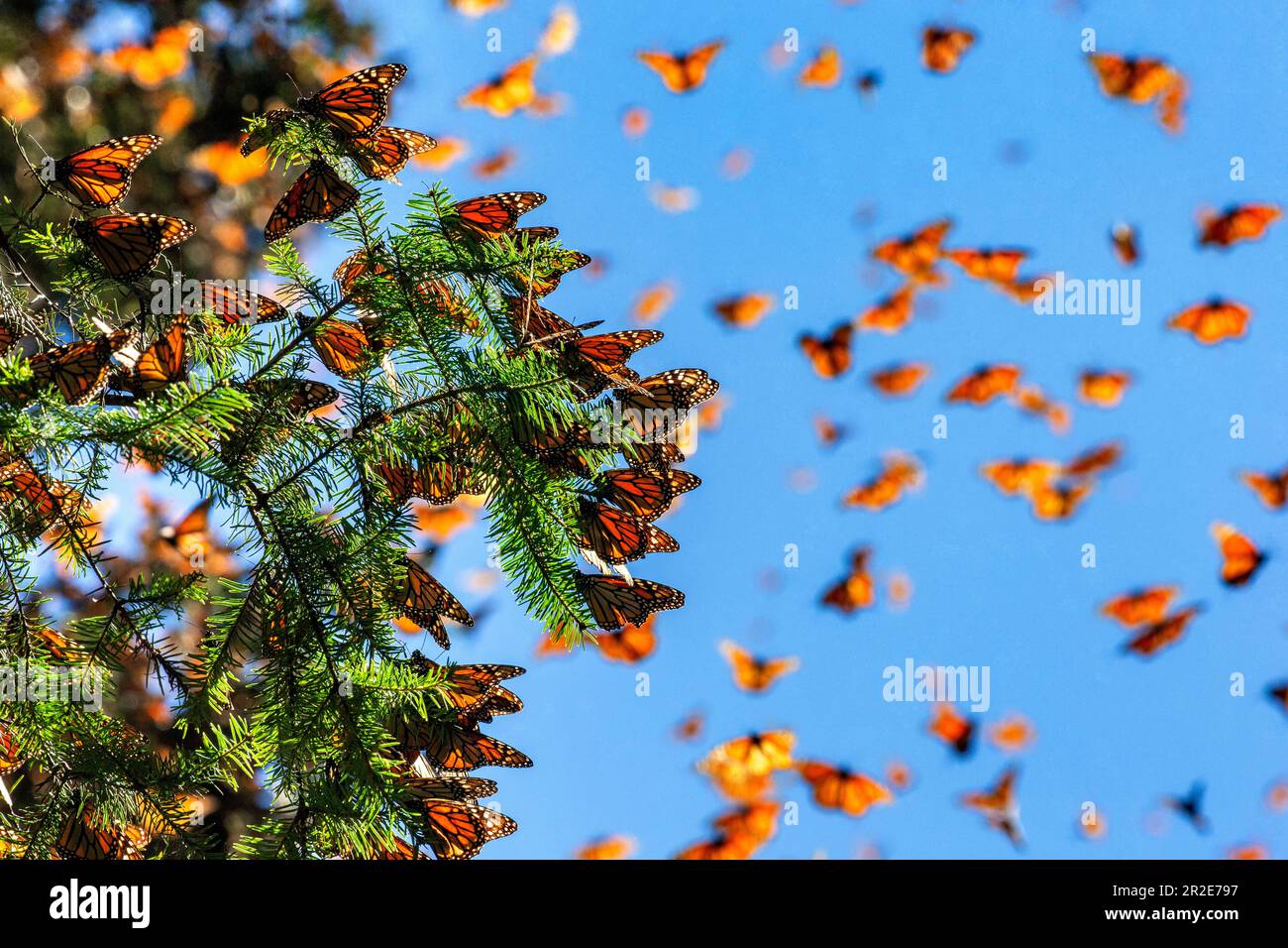 Monarch butterflies (Danaus plexippus) are flying on the background of ...