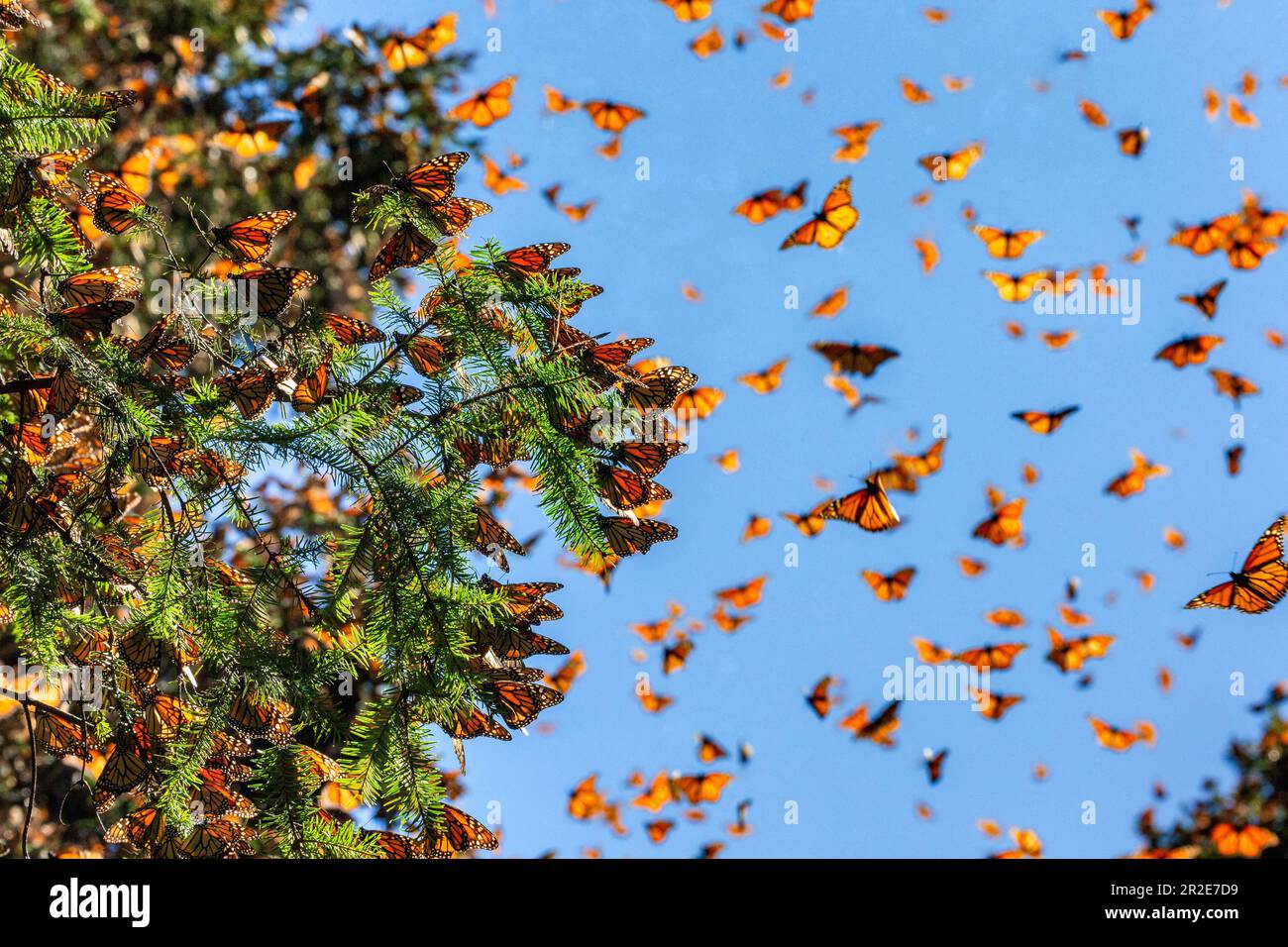 Monarch butterflies (Danaus plexippus) are flying on the background of ...
