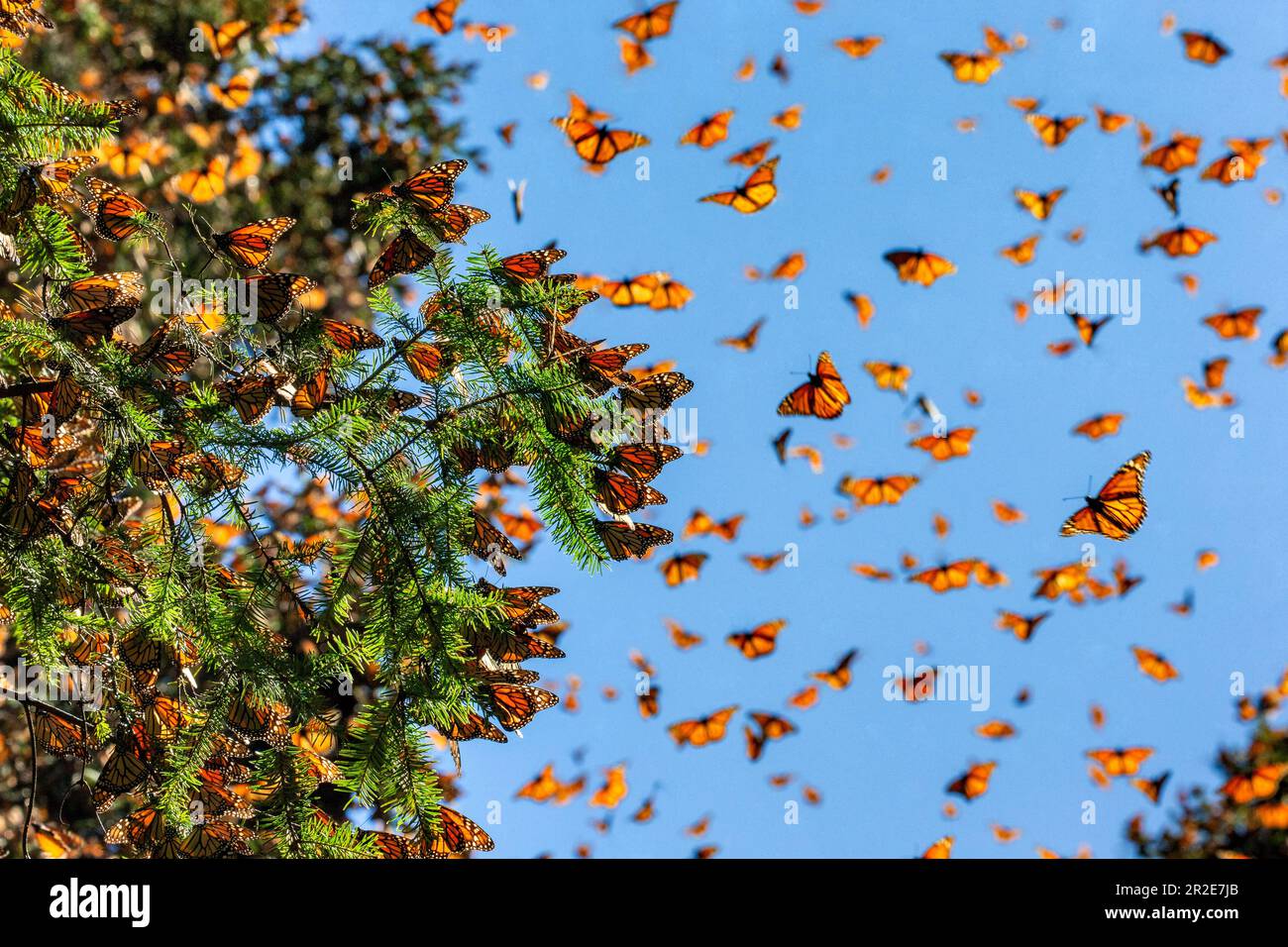 Monarch butterflies (Danaus plexippus) are flying on the background of ...