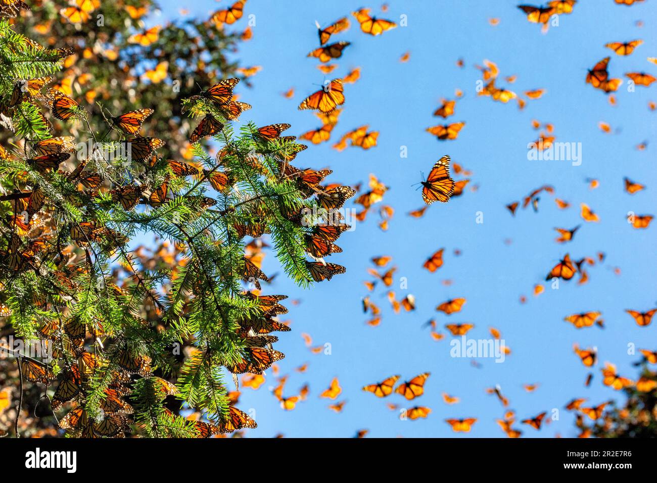 Monarch butterflies (Danaus plexippus) are flying on the background of ...