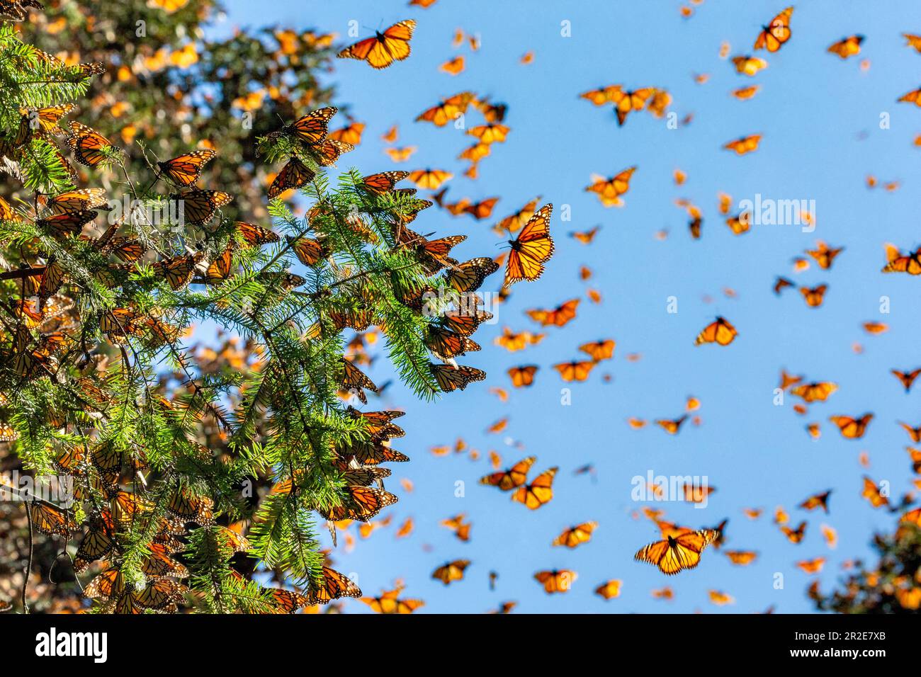 Monarch butterflies (Danaus plexippus) are flying on the background of ...