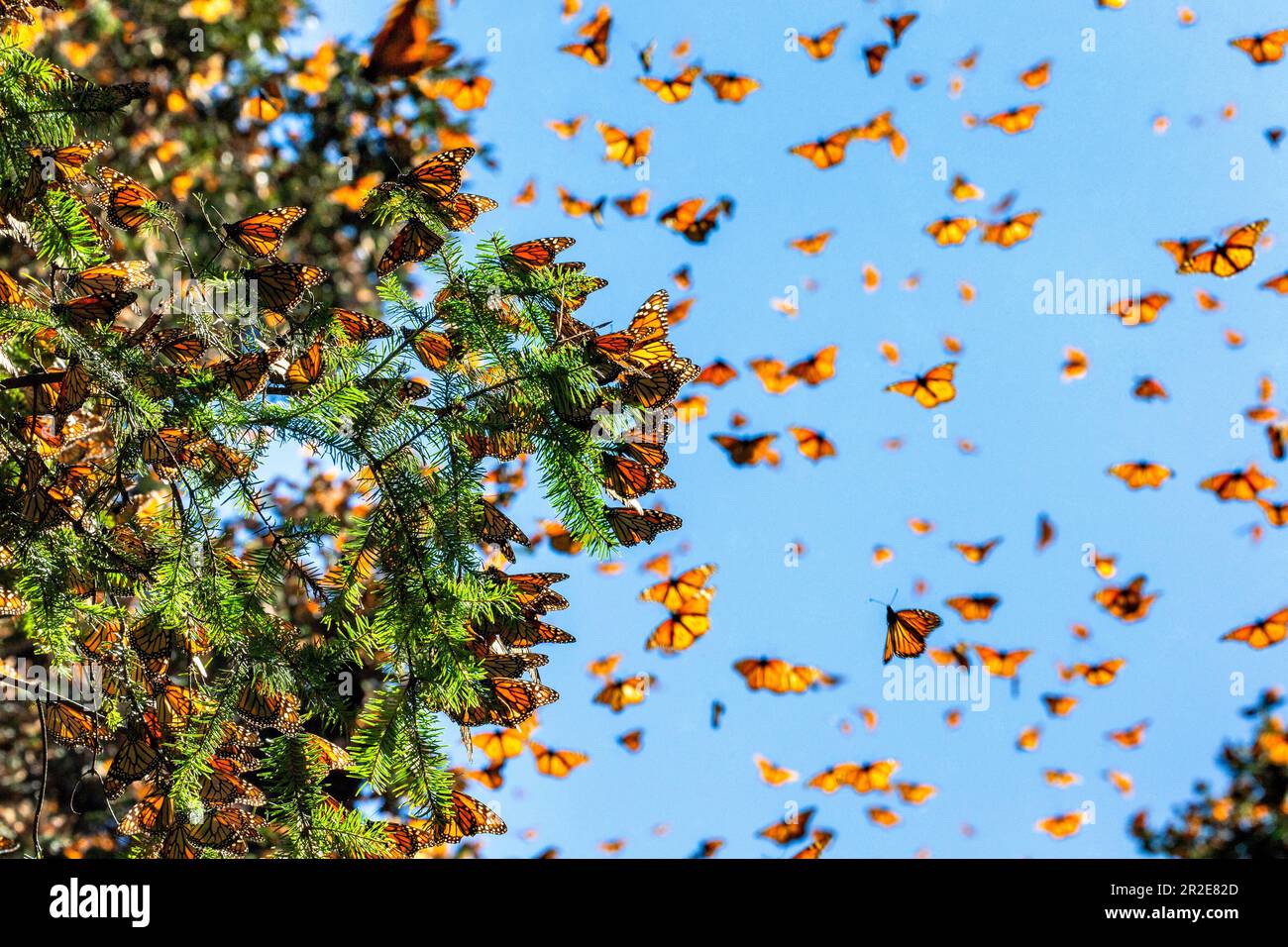 Monarch butterflies (Danaus plexippus) are flying on the background of ...