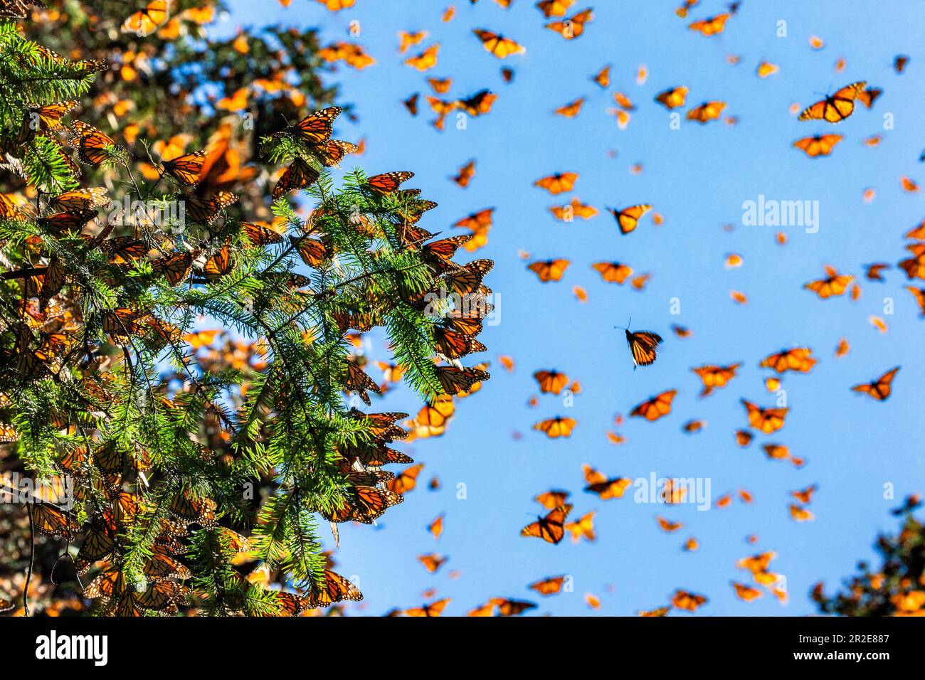 Monarch butterflies (Danaus plexippus) are flying on the background of ...