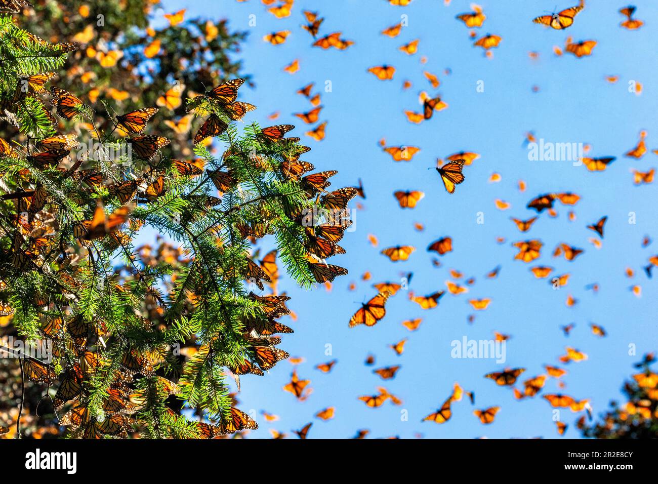 Monarch butterflies (Danaus plexippus) are flying on the background of ...