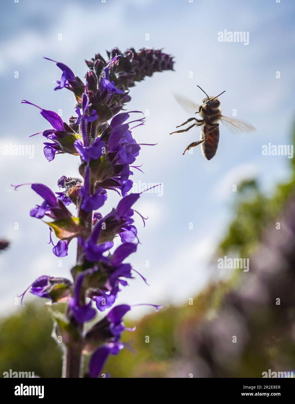 Sources of nectar hi-res stock photography and images - Alamy