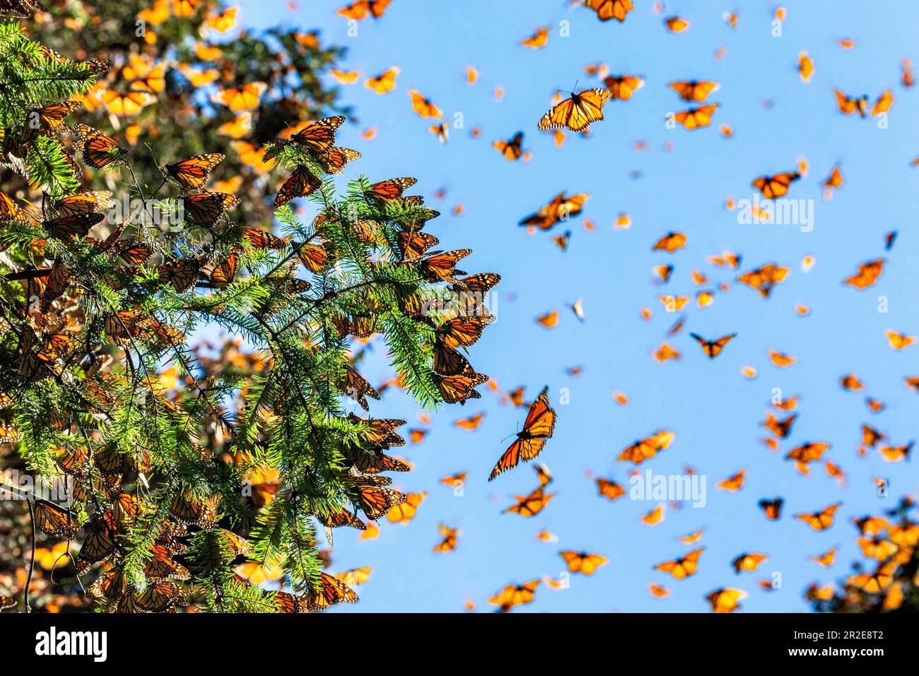 Monarch butterflies (Danaus plexippus) are flying on the background of ...