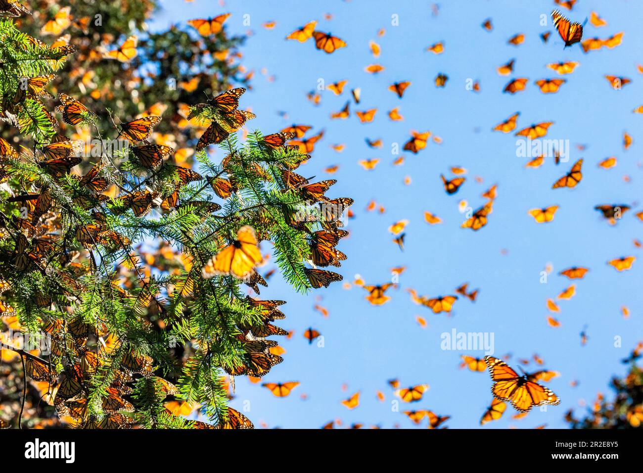 Monarch butterflies (Danaus plexippus) are flying on the background of ...