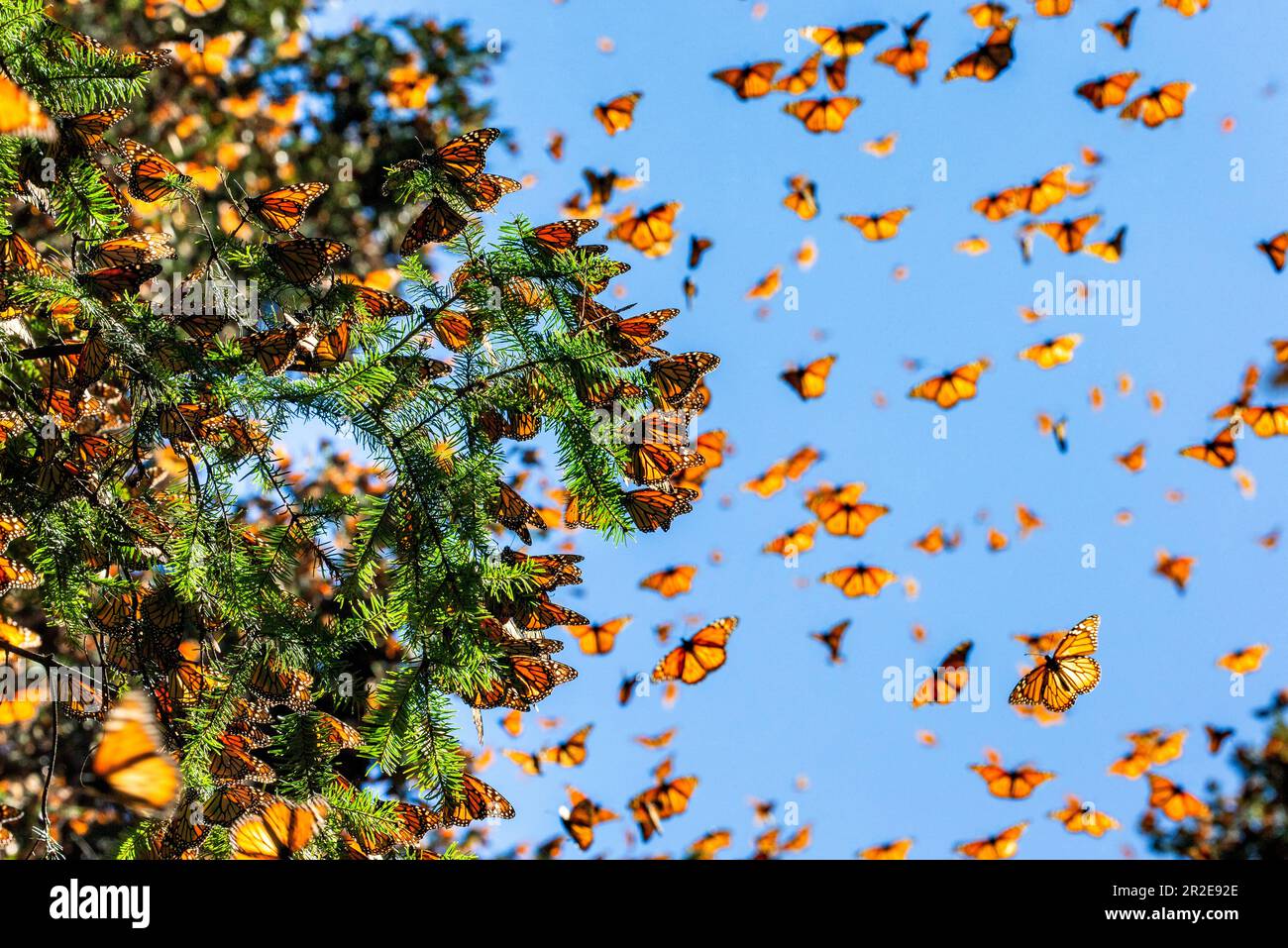 Monarch butterflies (Danaus plexippus) are flying on the background of ...