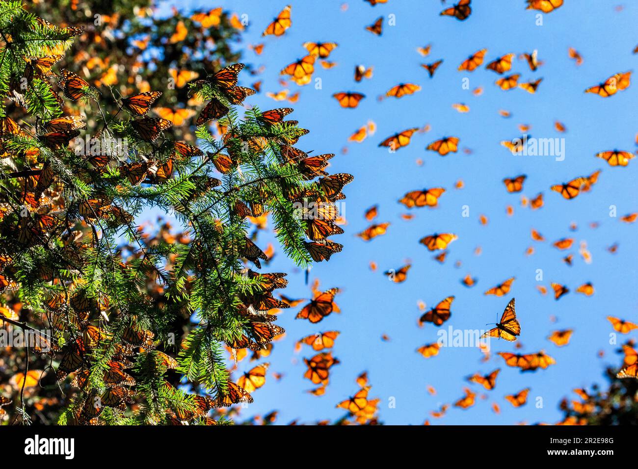 Monarch butterflies (Danaus plexippus) are flying on the background of ...
