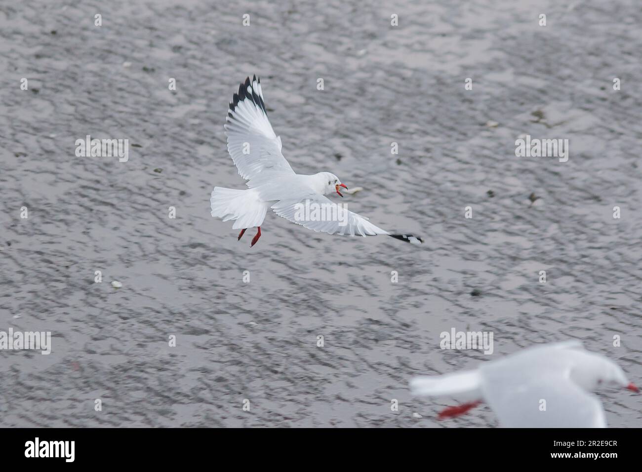 Small birds catching flies hi-res stock photography and images - Alamy