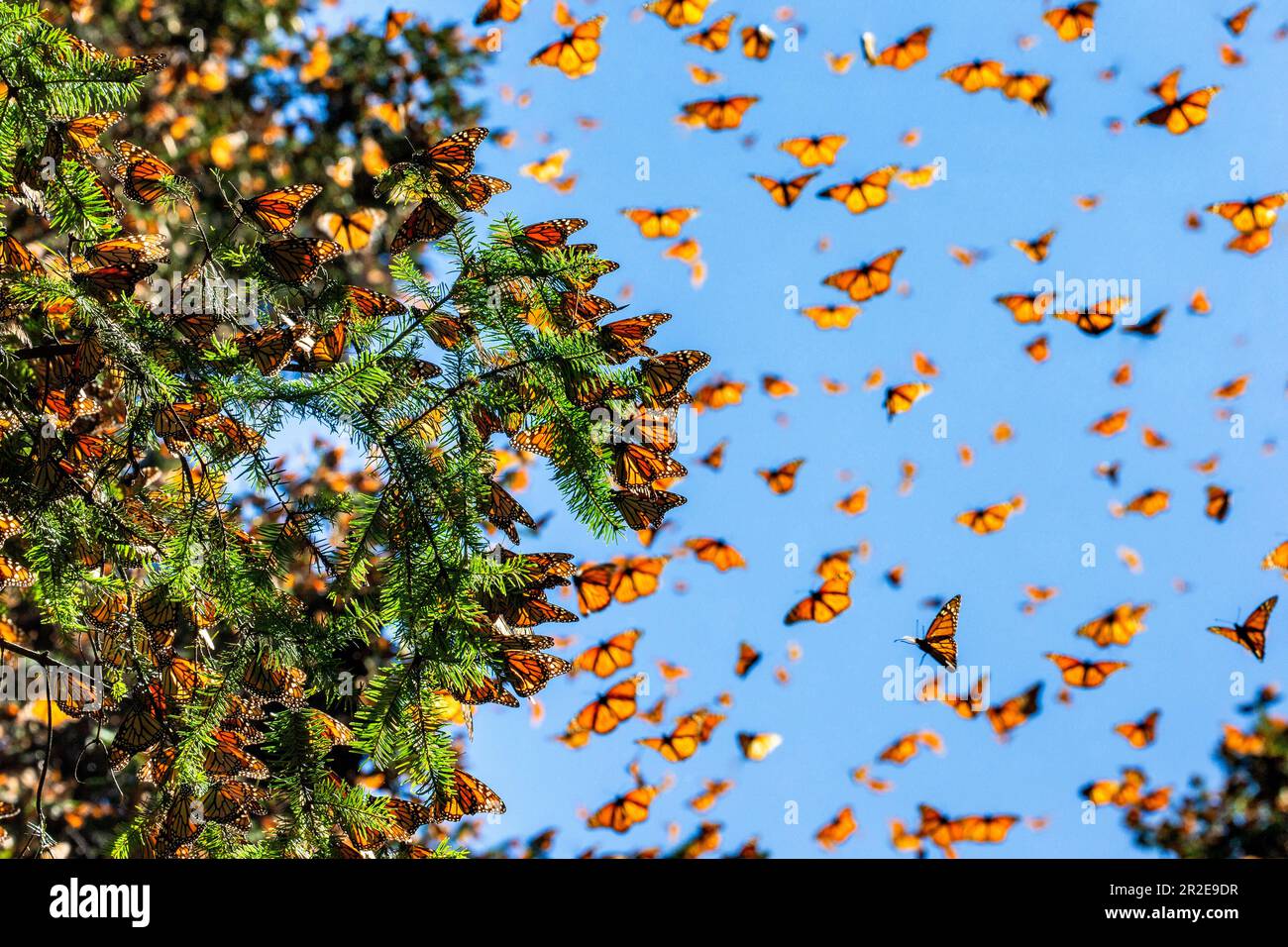 Monarch butterflies (Danaus plexippus) are flying on the background of ...