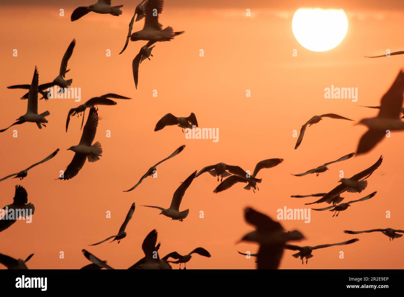Flying seagull bird black silhouette hi-res stock photography and ...