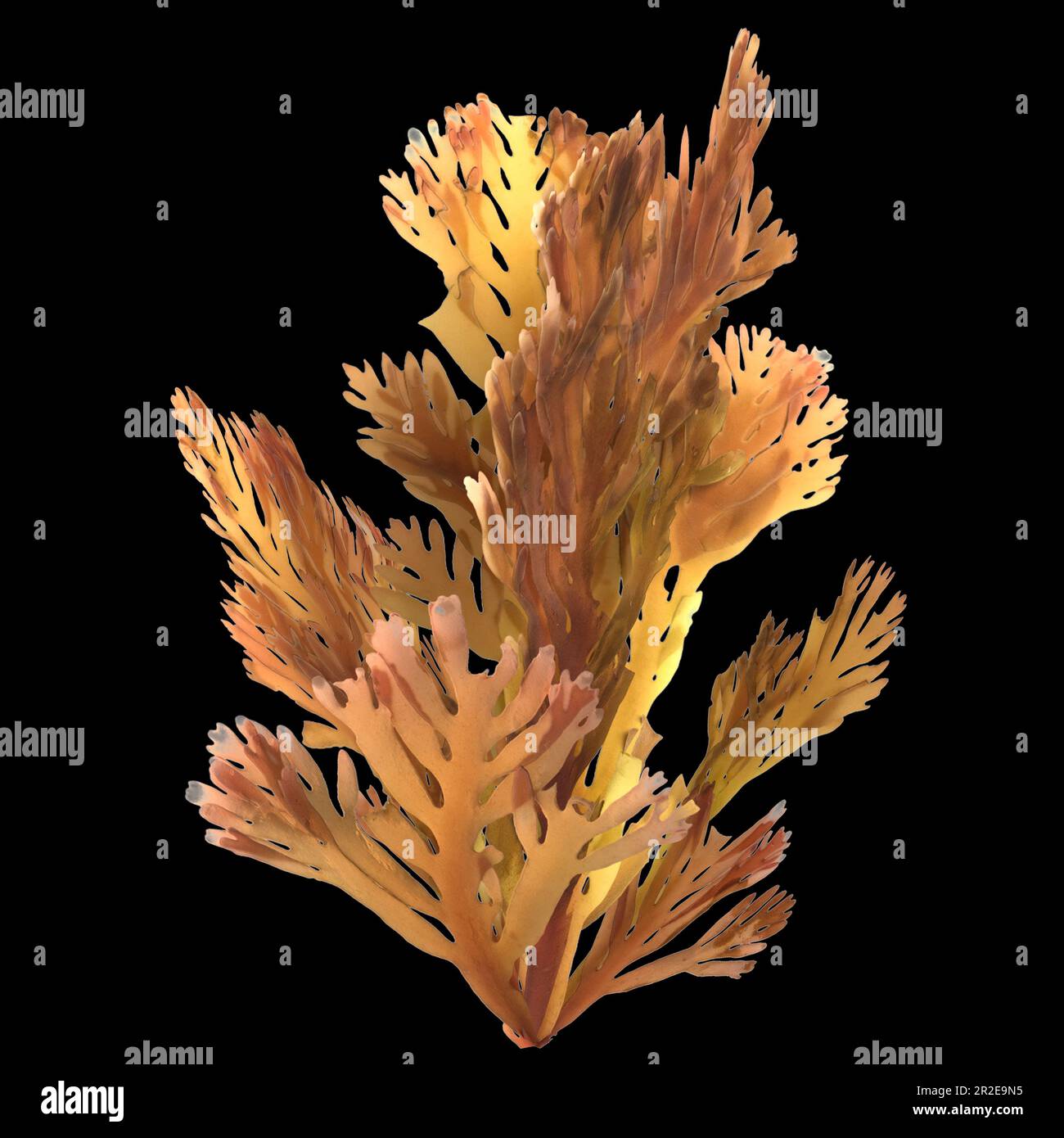 3d illustration of greater hornwrack isolated on black background ...