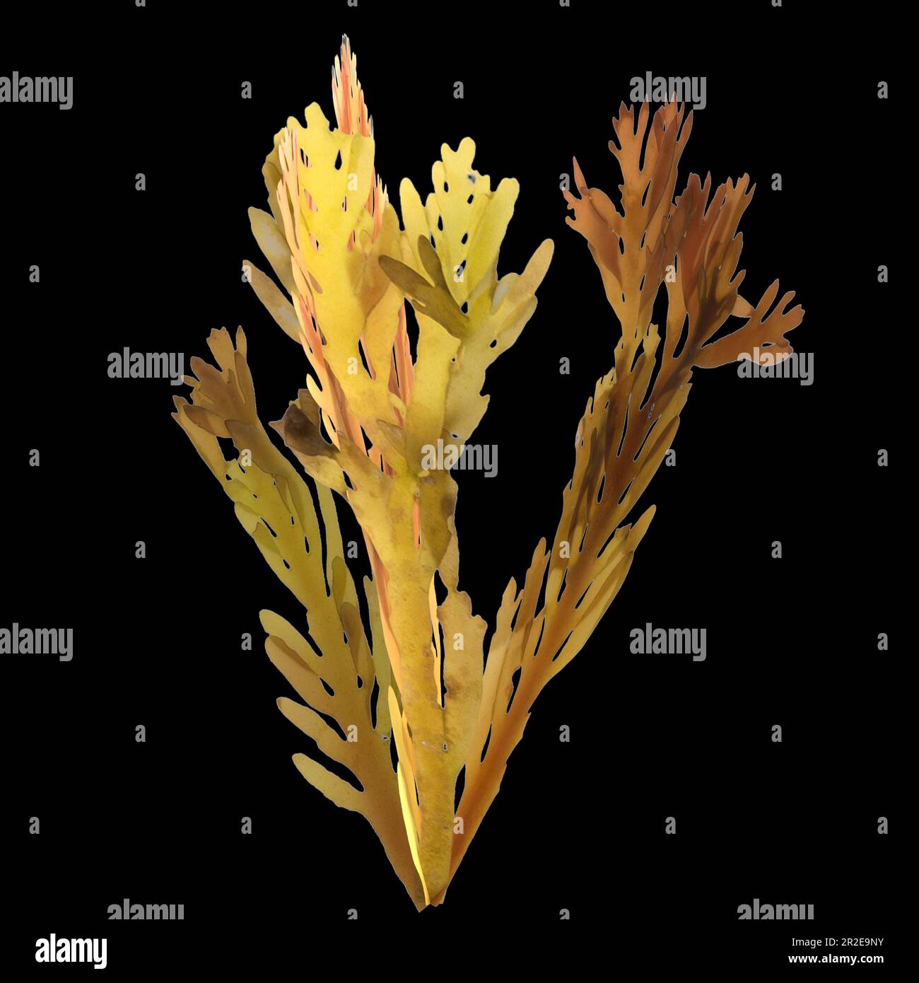 3d illustration of greater hornwrack isolated on black background ...