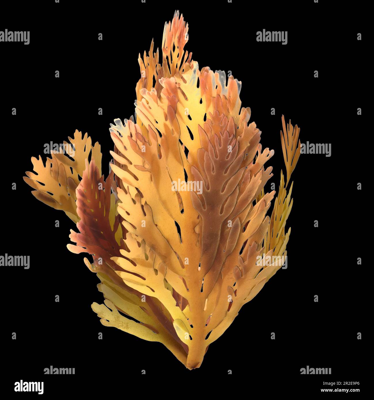 3d illustration of greater hornwrack isolated on black background ...