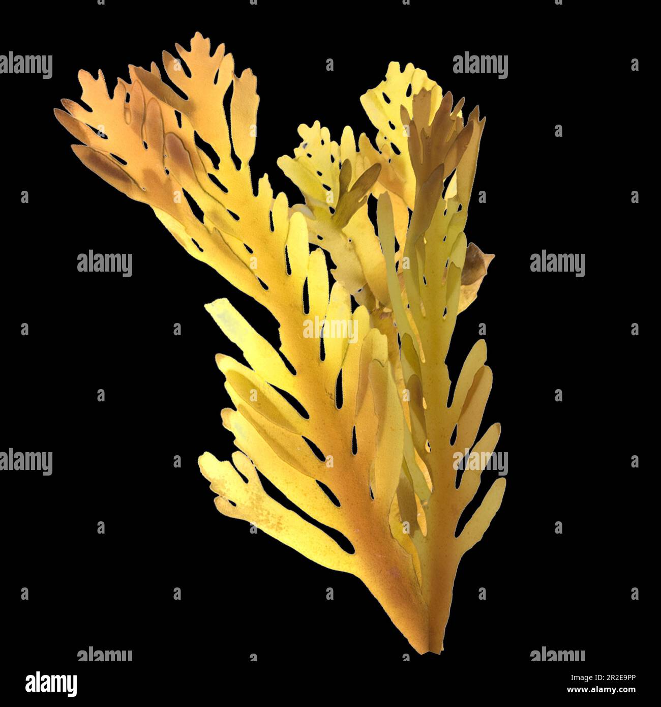3d illustration of greater hornwrack isolated on black background ...