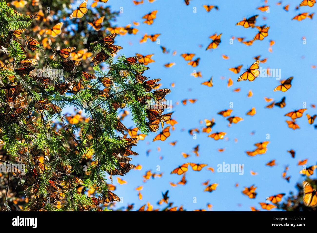 Monarch butterflies (Danaus plexippus) are flying on the background of ...