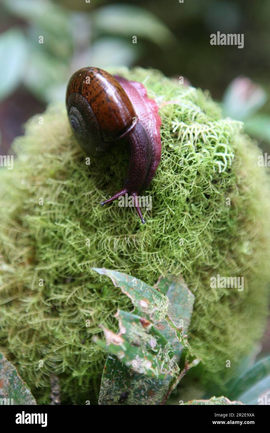 Borneo snail hi-res stock photography and images - Alamy