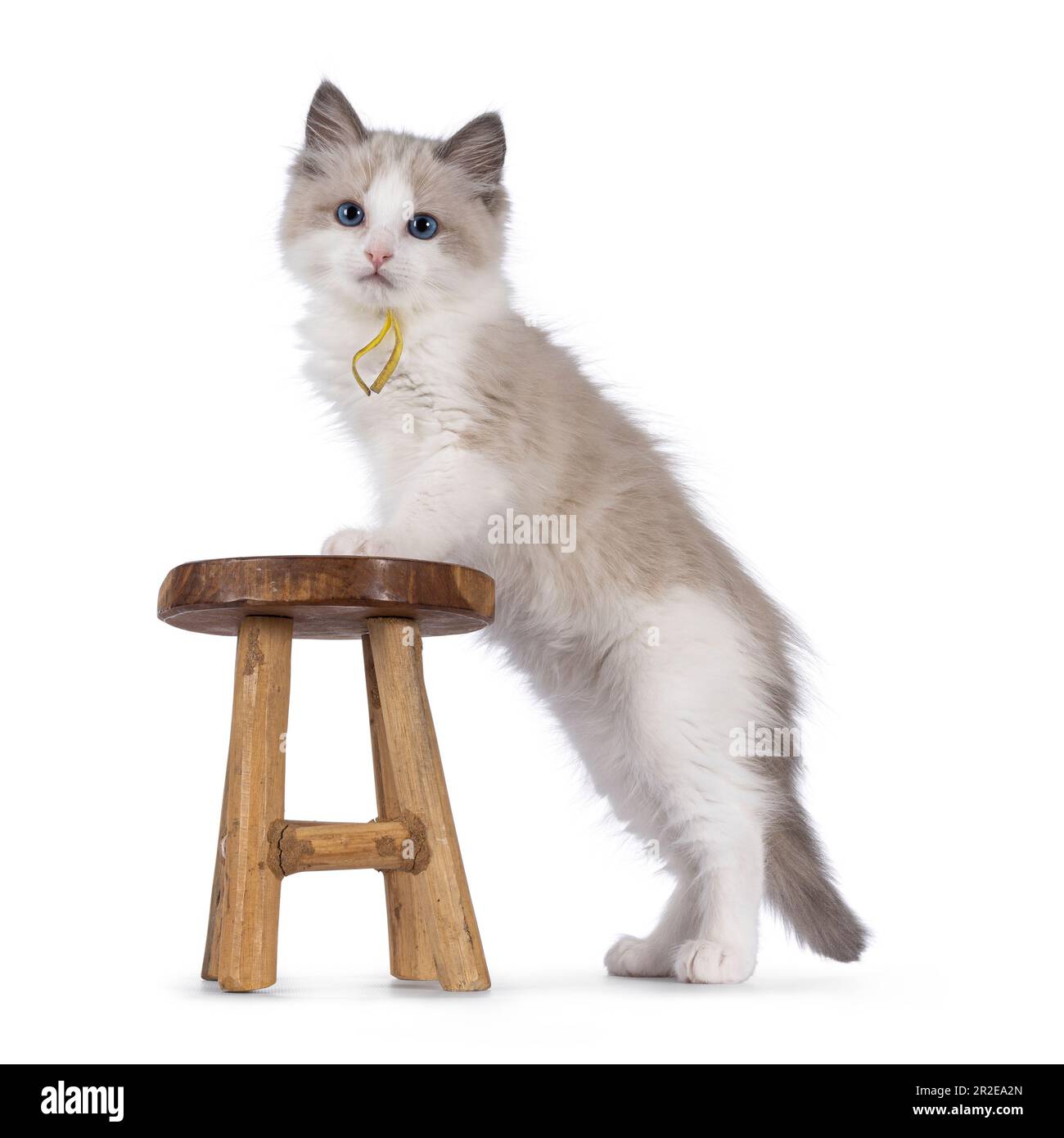 Adorable blue bicolor Ragdoll cat kitten, standing with front paws on ...
