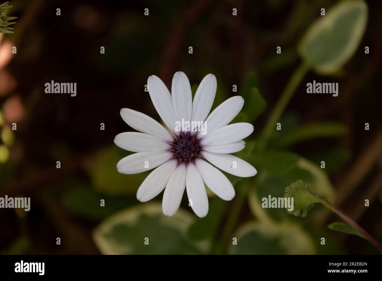 Pretty wild flowers decorating parks and gardens Stock Photo - Alamy