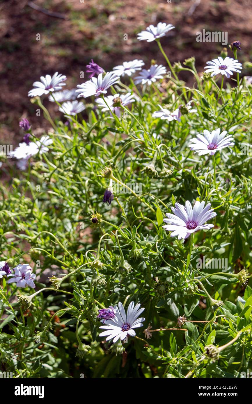 Pretty wild flowers decorating parks and gardens Stock Photo - Alamy