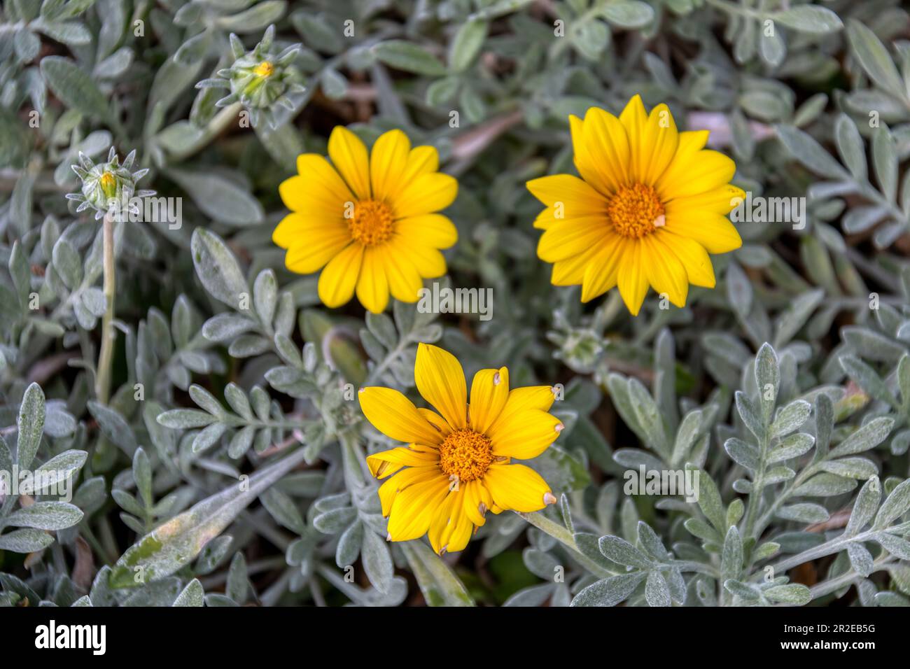 Pretty wild flowers decorating parks and gardens Stock Photo - Alamy