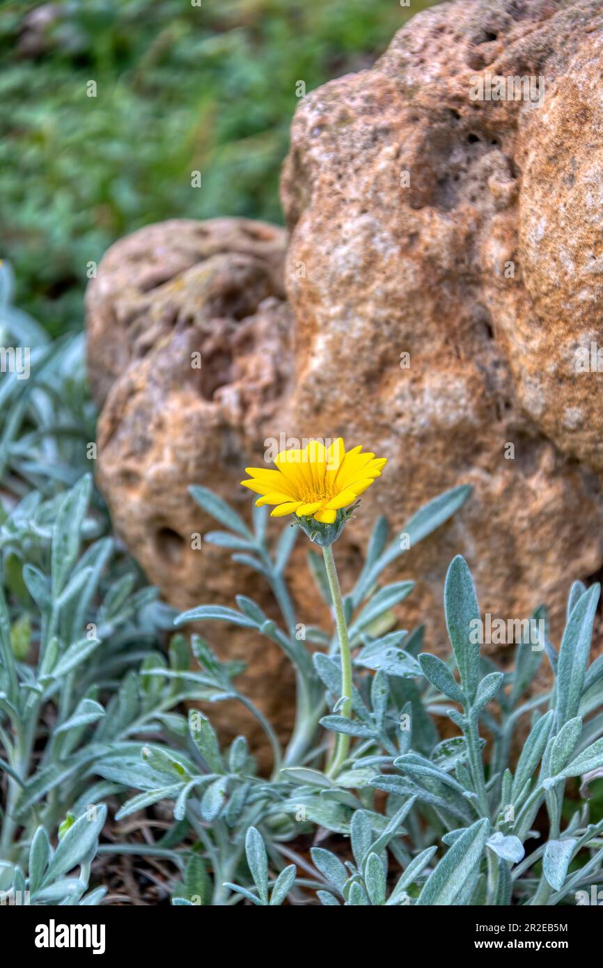 Pretty wild flowers decorating parks and gardens Stock Photo - Alamy