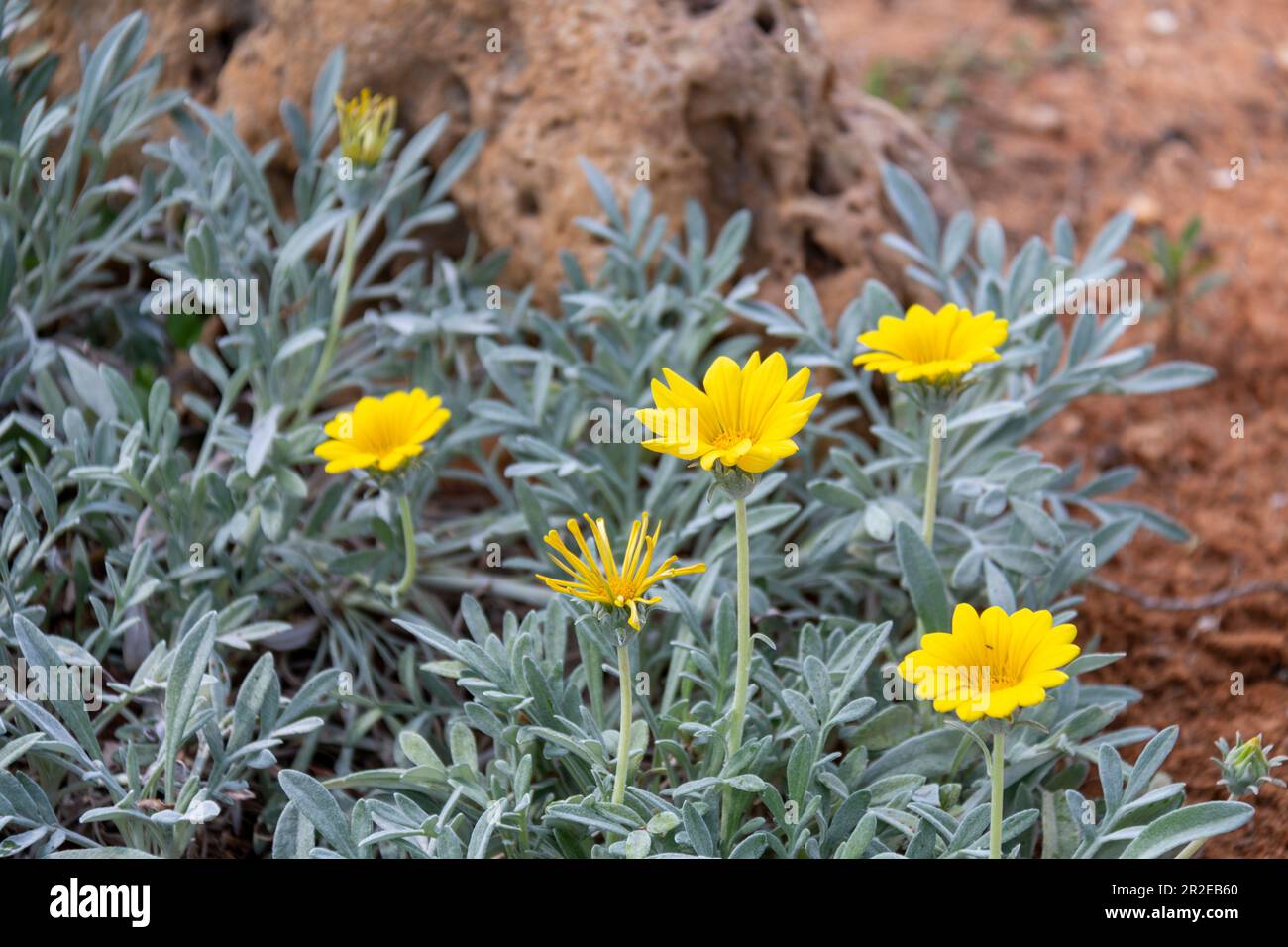 Pretty wild flowers decorating parks and gardens Stock Photo - Alamy