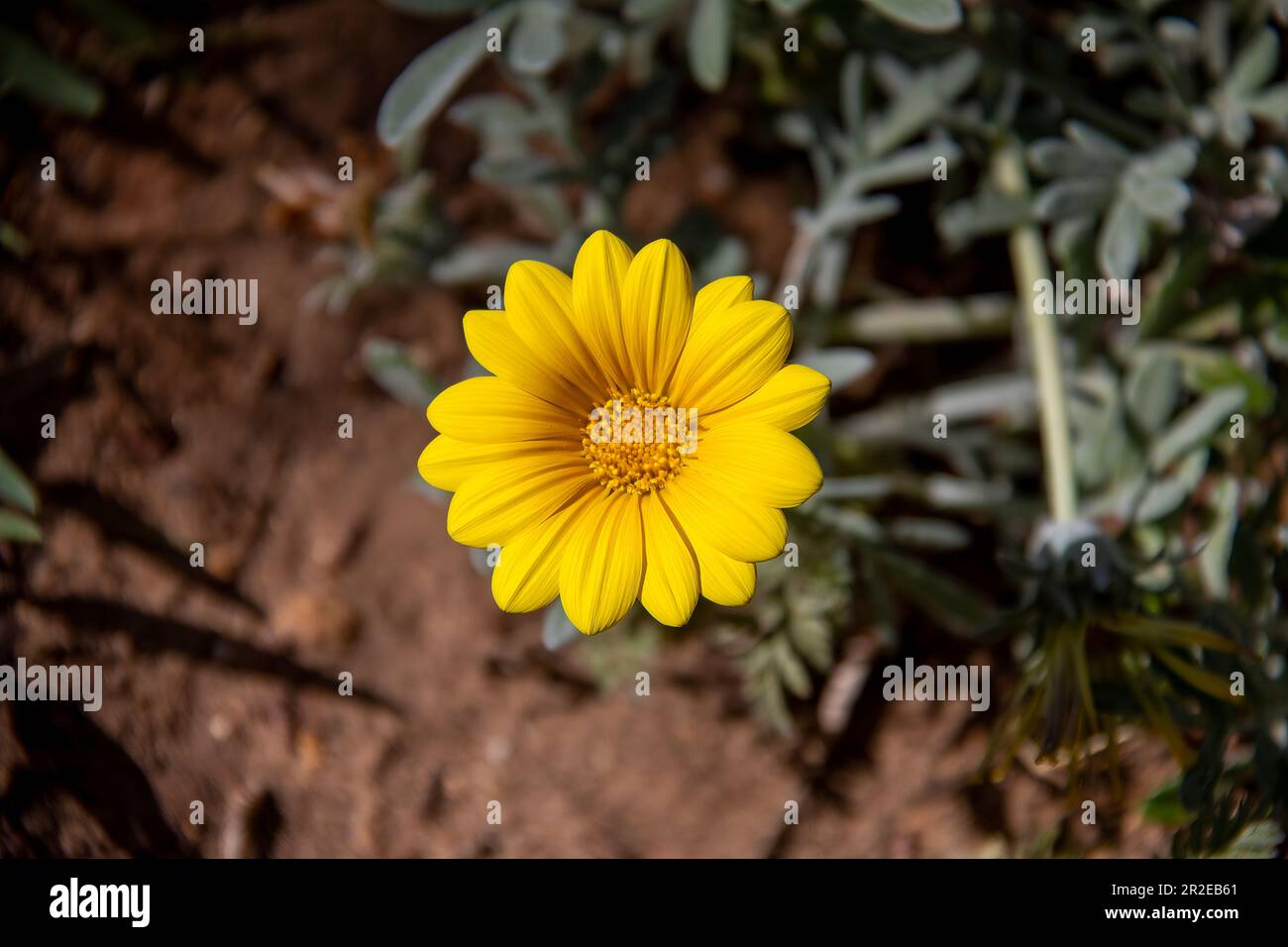 Pretty wild flowers decorating parks and gardens Stock Photo - Alamy