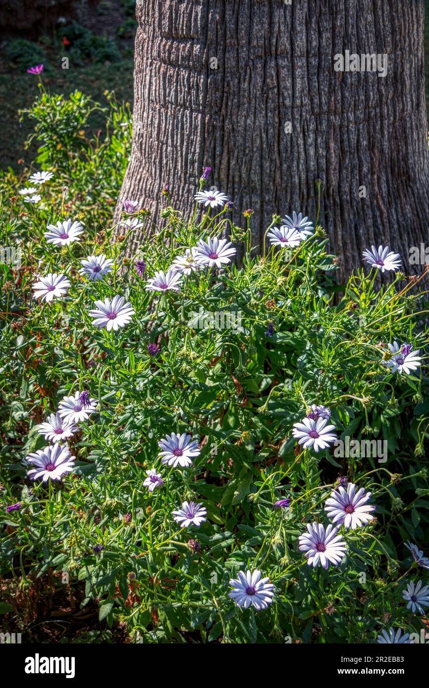 Pretty wild flowers decorating parks and gardens Stock Photo - Alamy