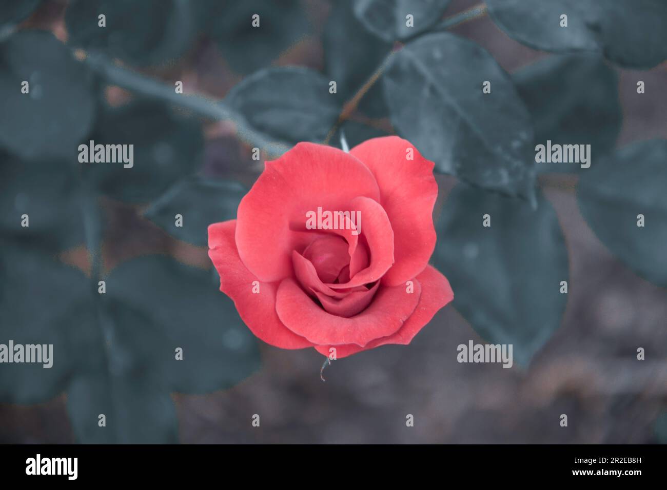 Pretty wild flowers decorating parks and gardens Stock Photo - Alamy