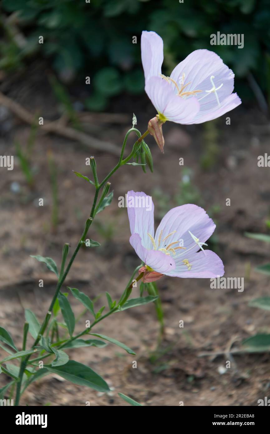 Pretty wild flowers decorating parks and gardens Stock Photo - Alamy