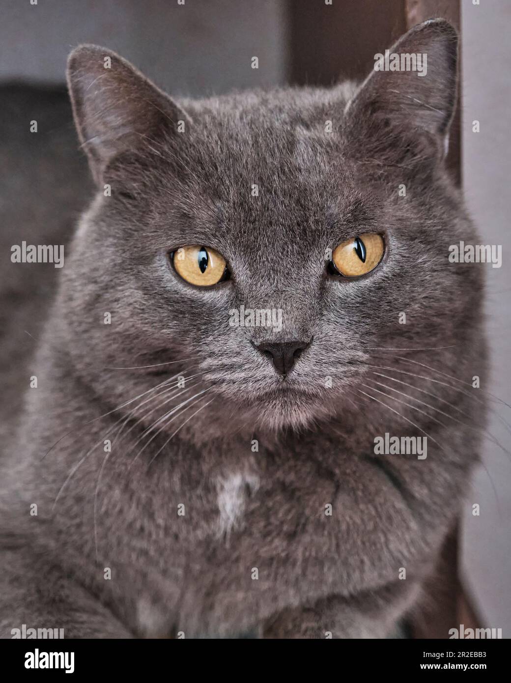 Close-up portrait of adult domestic cat with a serious attentive look ...
