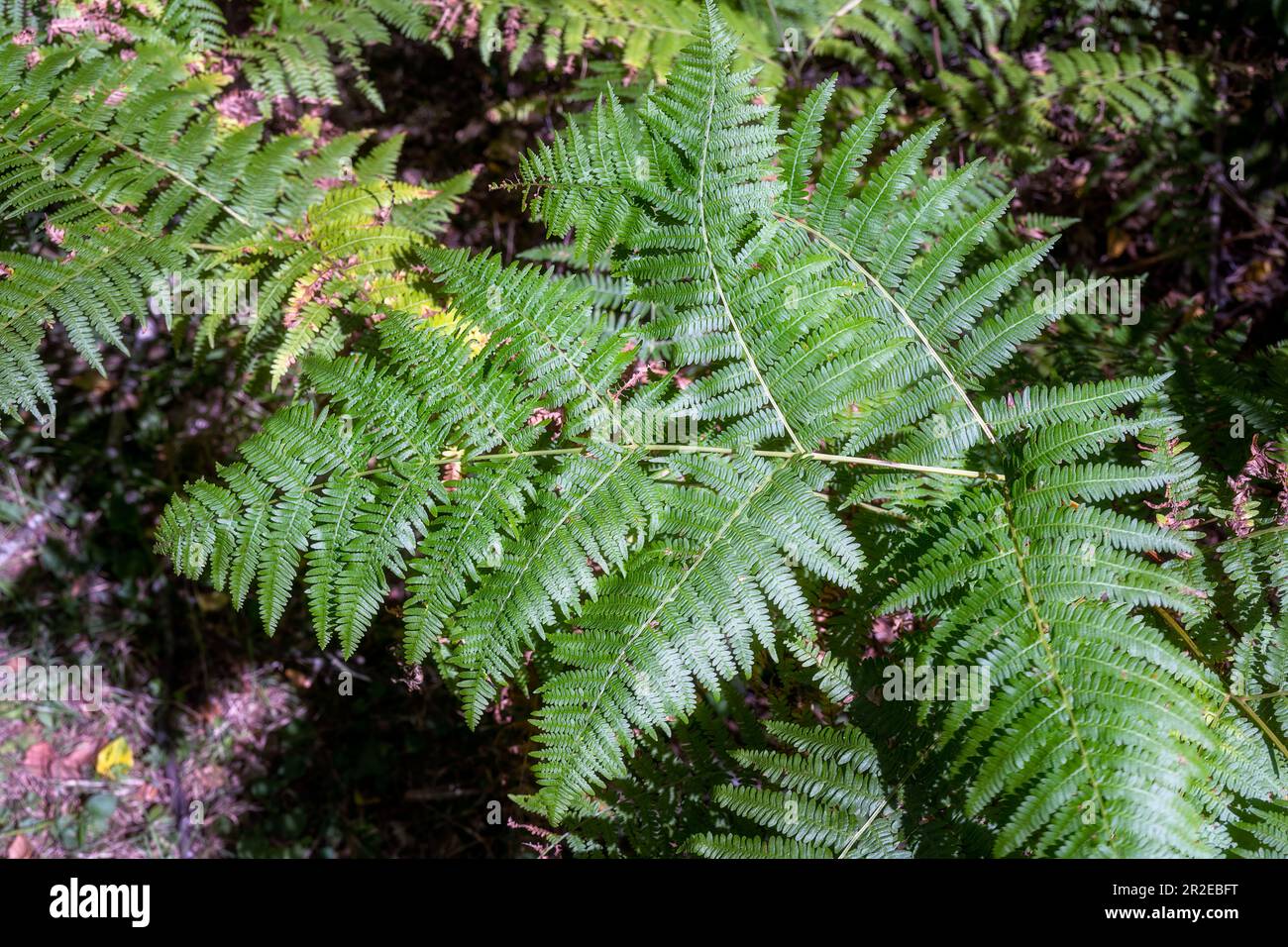 Polypodiophyta hi-res stock photography and images - Alamy