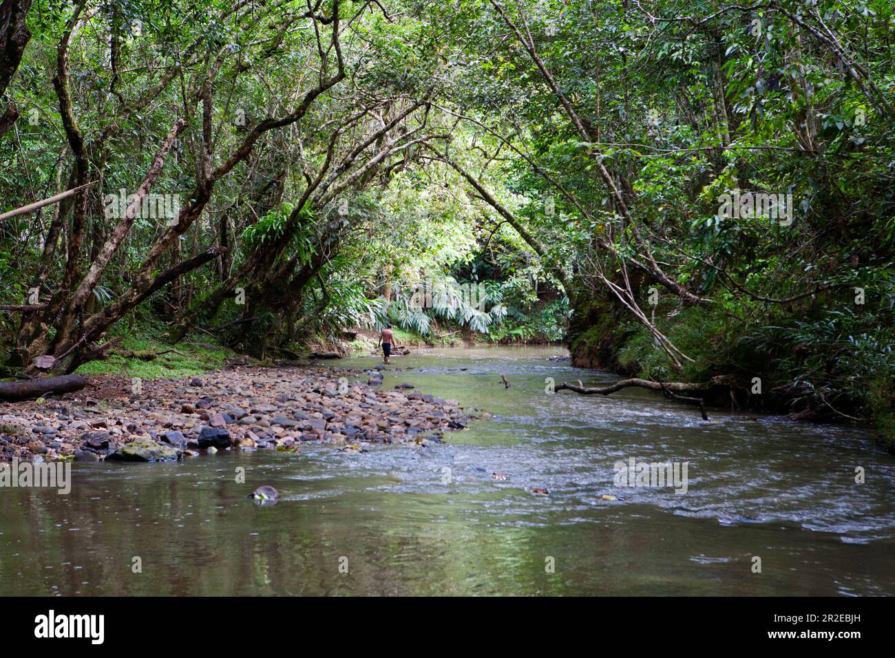 Bario Rainforest Stream Stock Photo - Alamy