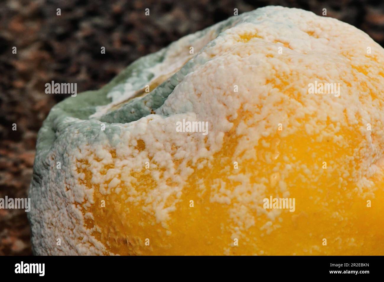 Rotten lemon mold spoiled hi-res stock photography and images - Alamy