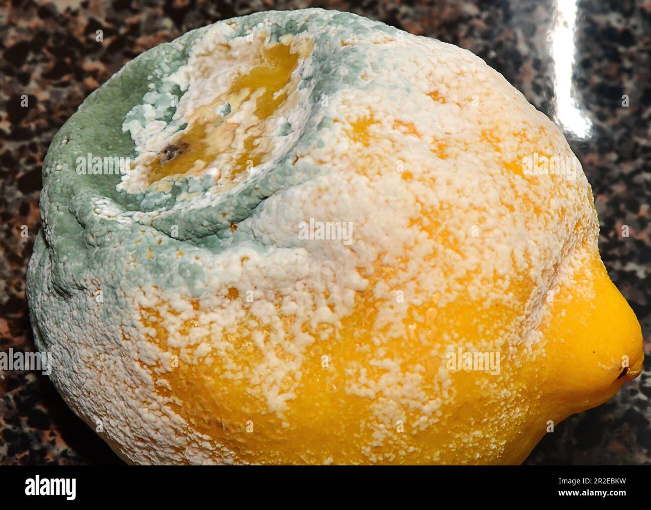 Rotten lemon hi-res stock photography and images - Alamy