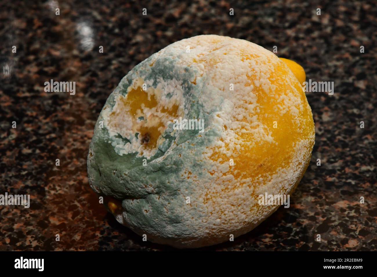 A close up shot of a rotten lemon Stock Photo - Alamy