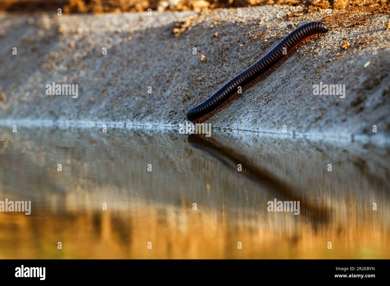 Giant African millipede drinking water at sunset in Kruger National ...