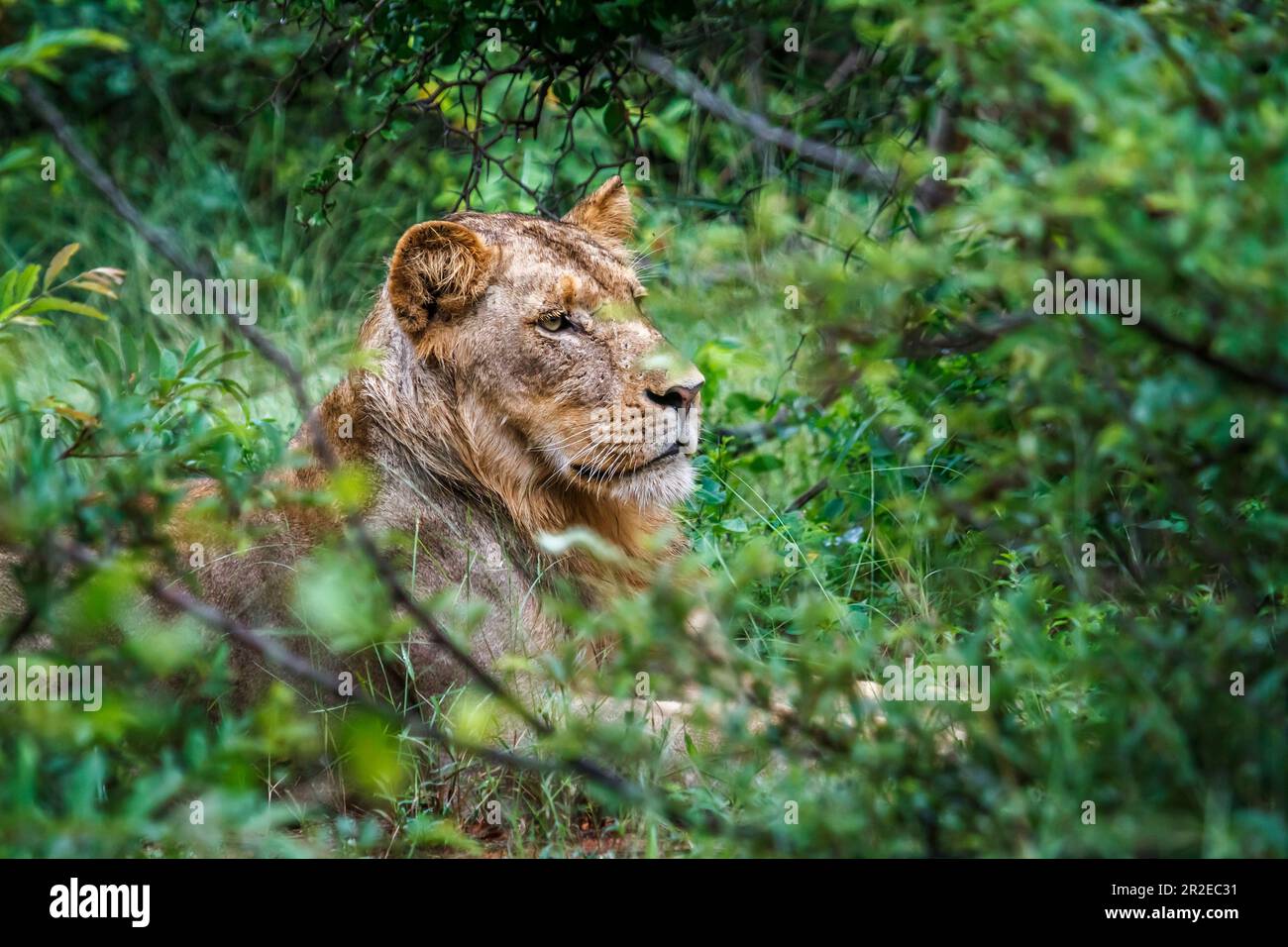 African lion young male portrait hiding in the bush in Kruger National ...