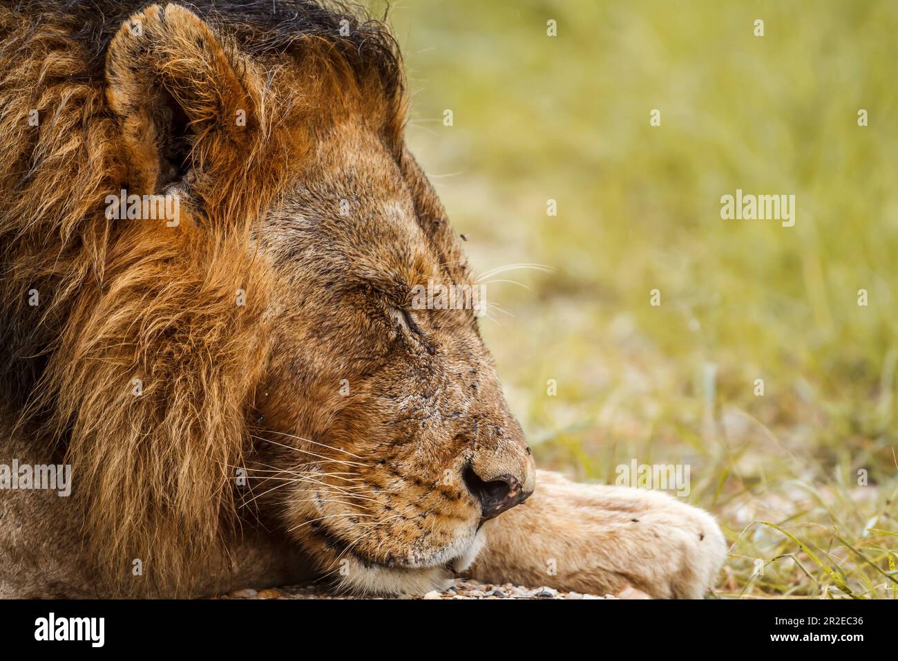 African lion male sleeping lyng down in Kruger National park, South ... African lion male sleeping lyng down in Kruger National park, South ...