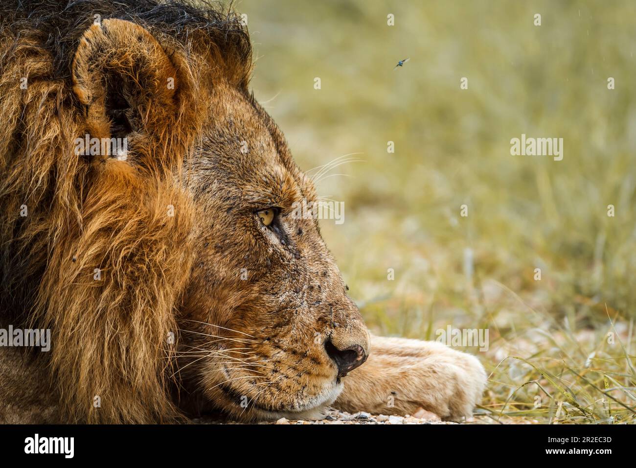 African lion male resting lyng down in Kruger National park, South ...