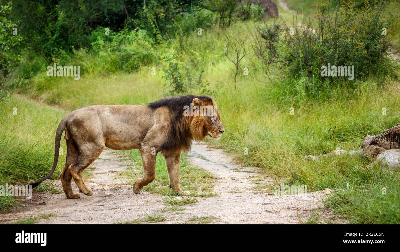 African lion male walkling to his prey in Kruger National park, South ...